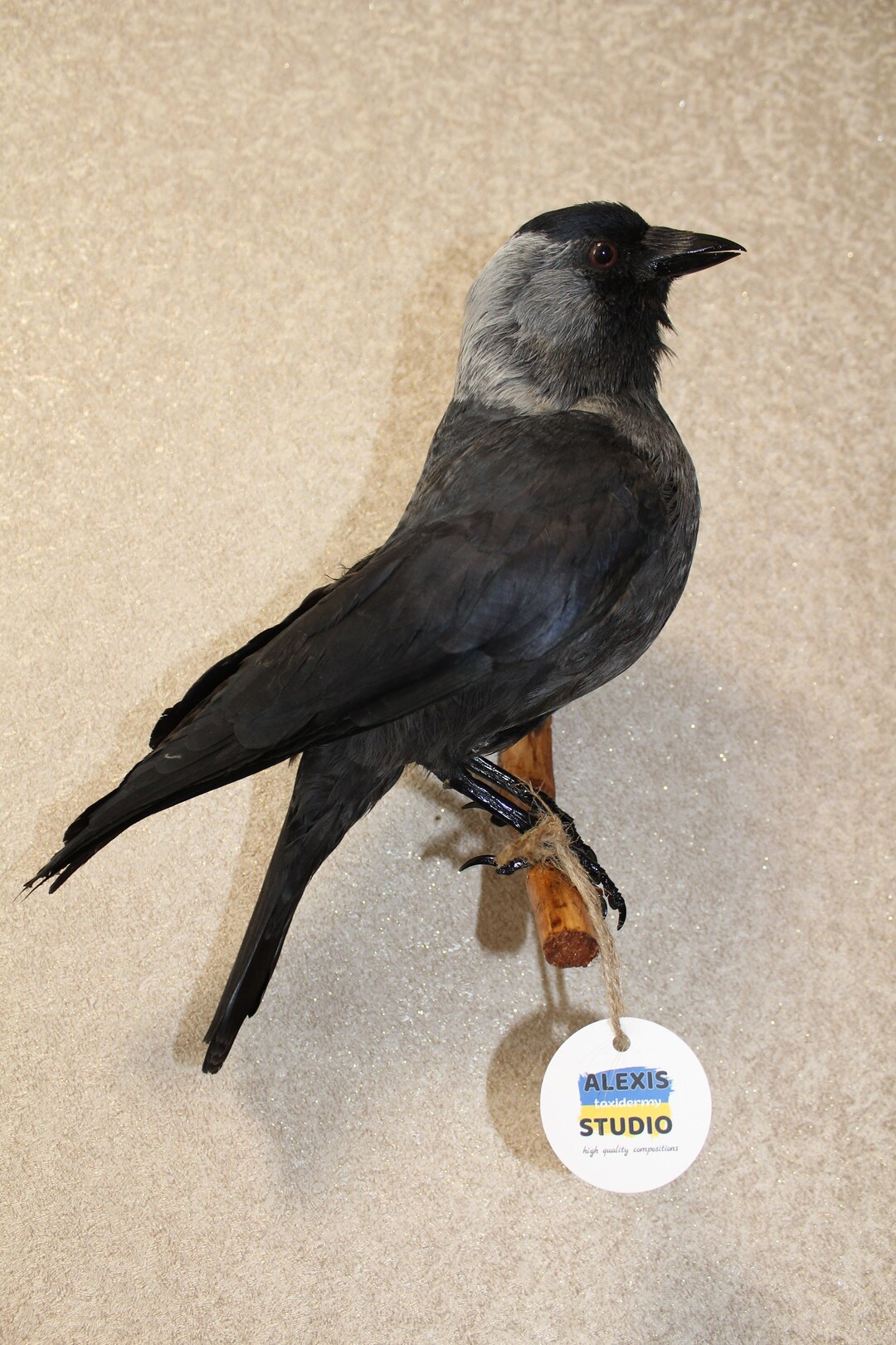 0220 Taxidermy Stuffed Bird Jackdaw corvus Monedula Wall Mount - Etsy