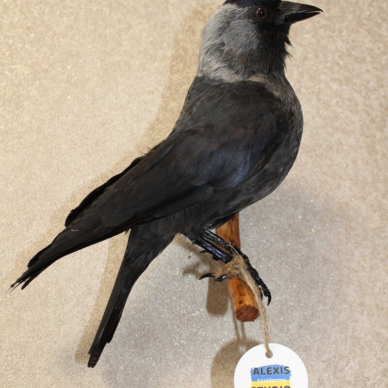 Jackdaw - Etsy