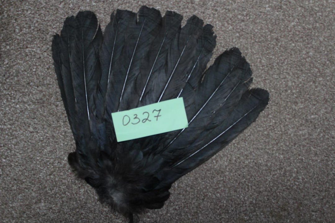 0327 Taxidermy Raven Beautiful Tail Crow (corvus) - Etsy