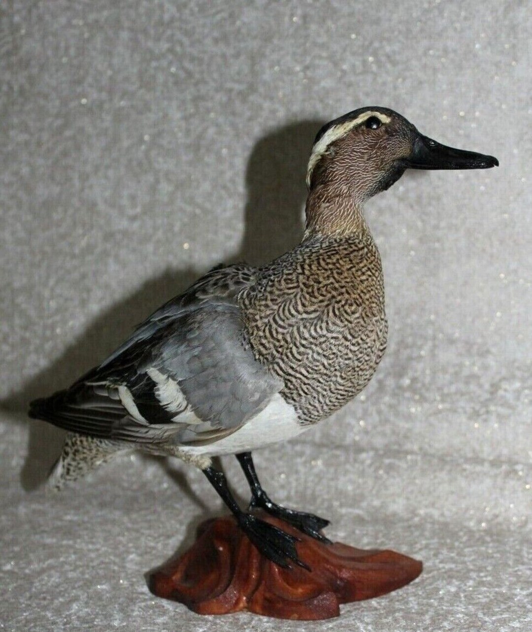 0435 Male Garganey Duck Taxidermy Mount Waterfowl - Etsy