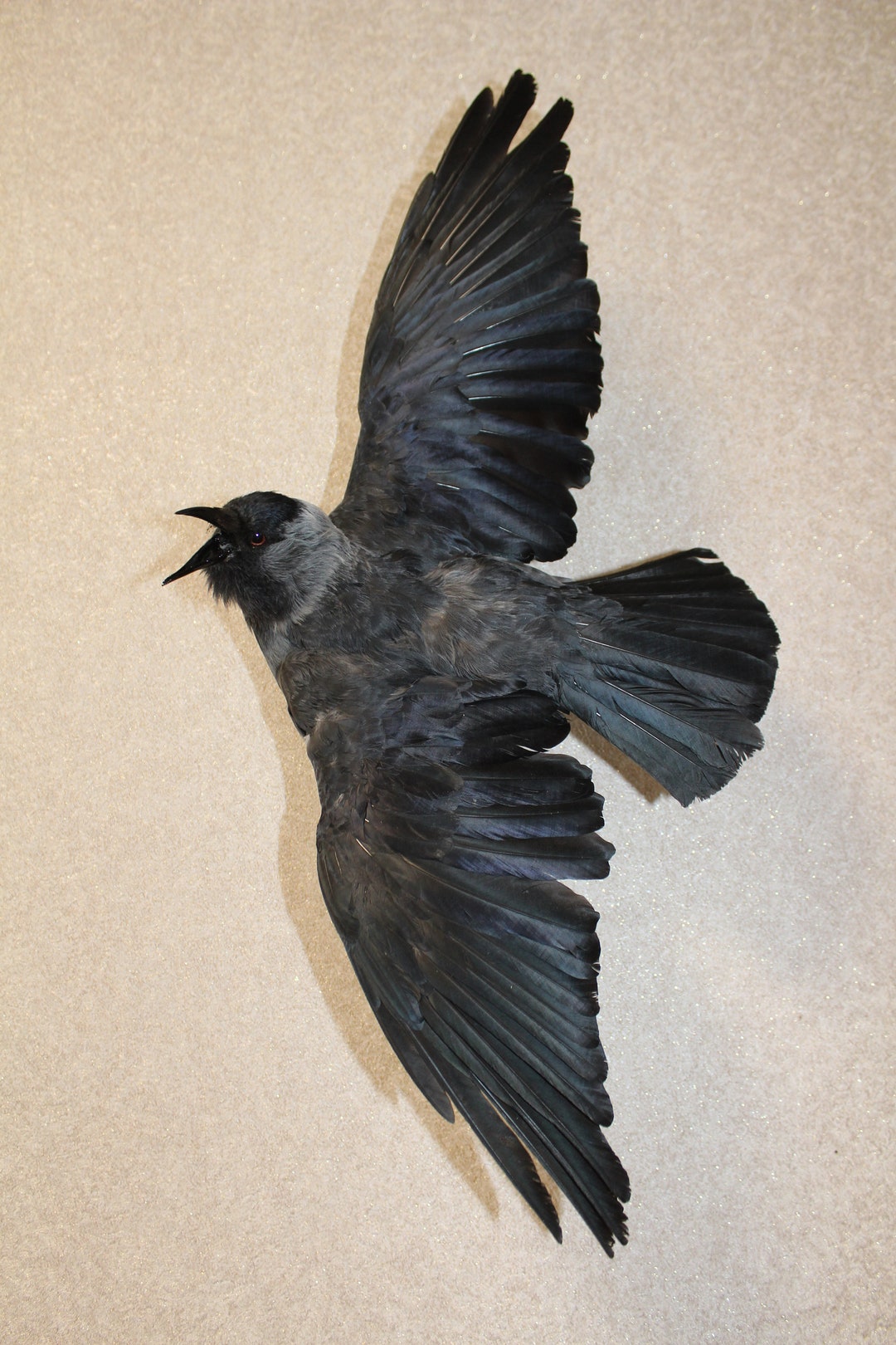 0221 Taxidermy Stuffed Bird Jackdaw corvus Monedula Wall Mount - Etsy