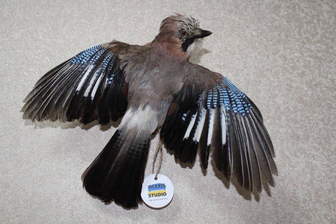 0275 Taxidermy Mockery Jay Bird Real Stuffed Mount Animal Garrulus ...