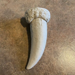 3D Printed Tyrannosaurus Rex Fossilized Tooth Replica - Etsy