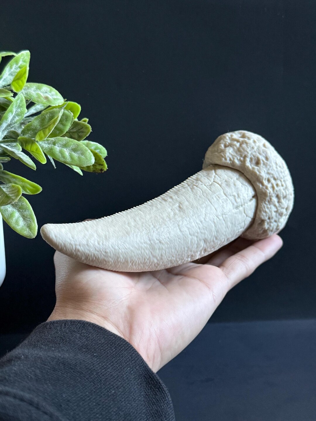 Tyrannosaurus Rex Tooth Replica – T Rex Fossil Gift – Dinosaur Lover ...