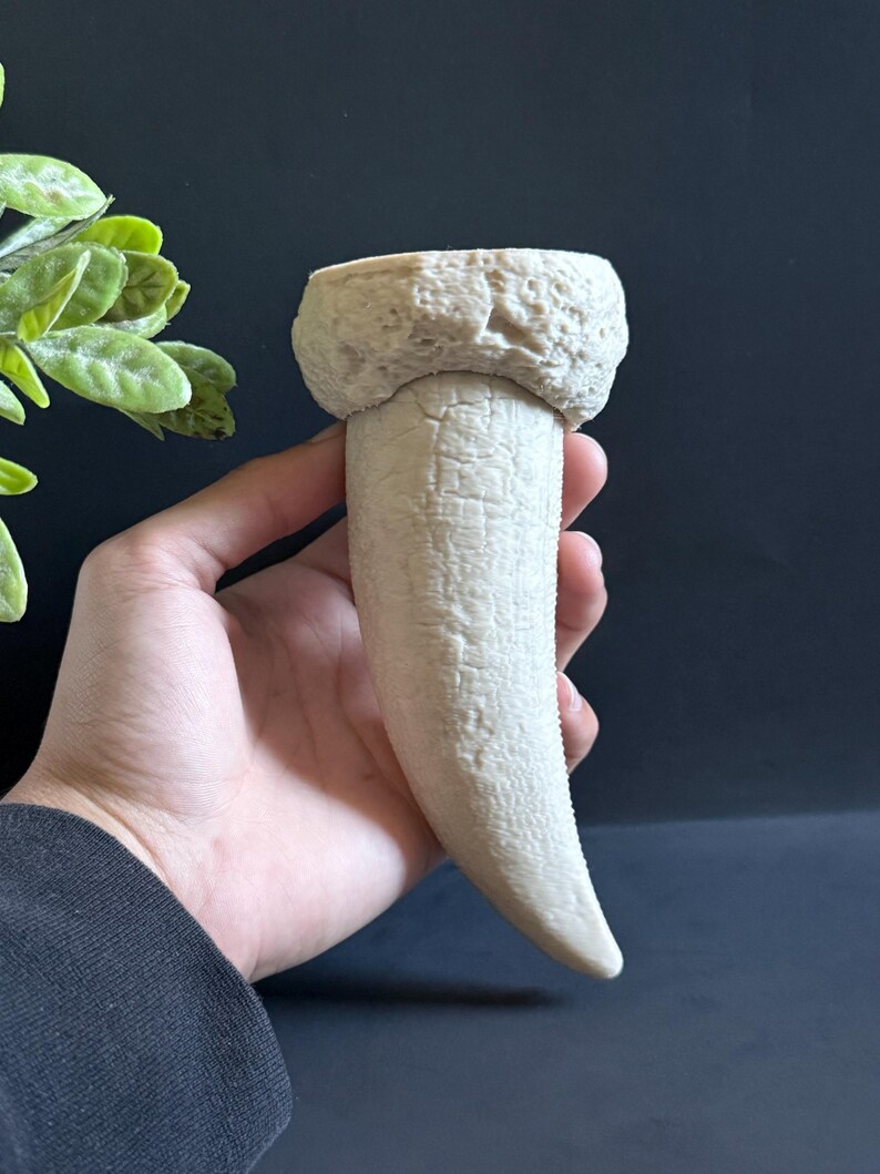 Tyrannosaurus Rex Tooth Replica – T Rex Fossil Gift – Dinosaur Lover ...