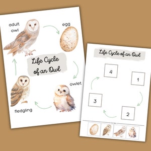 OWL Mini Unit Study, Life Cycle, Anatomy, Nature Study, Science ...