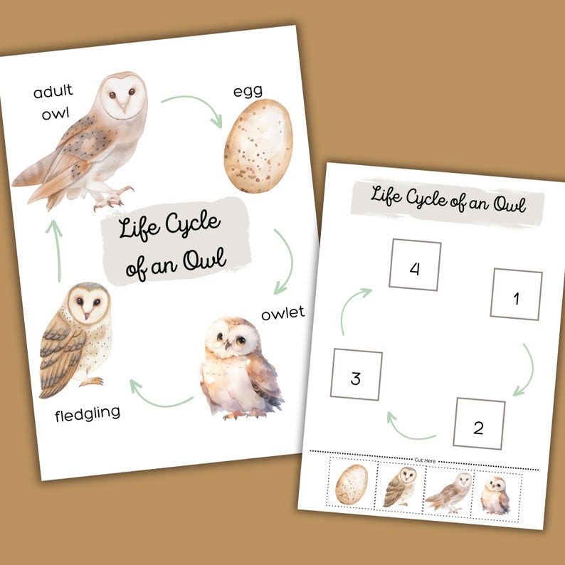 OWL Mini Unit Study, Life Cycle, Anatomy, Nature Study, Science ...