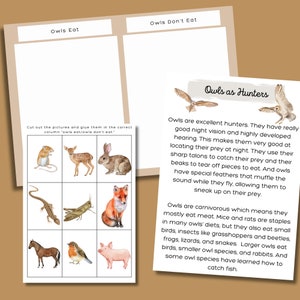 OWL Mini Unit Study, Life Cycle, Anatomy, Nature Study, Science ...