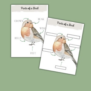 BIRD Mini Unit Study, Bird Activities, Numbers, Nature Study ...