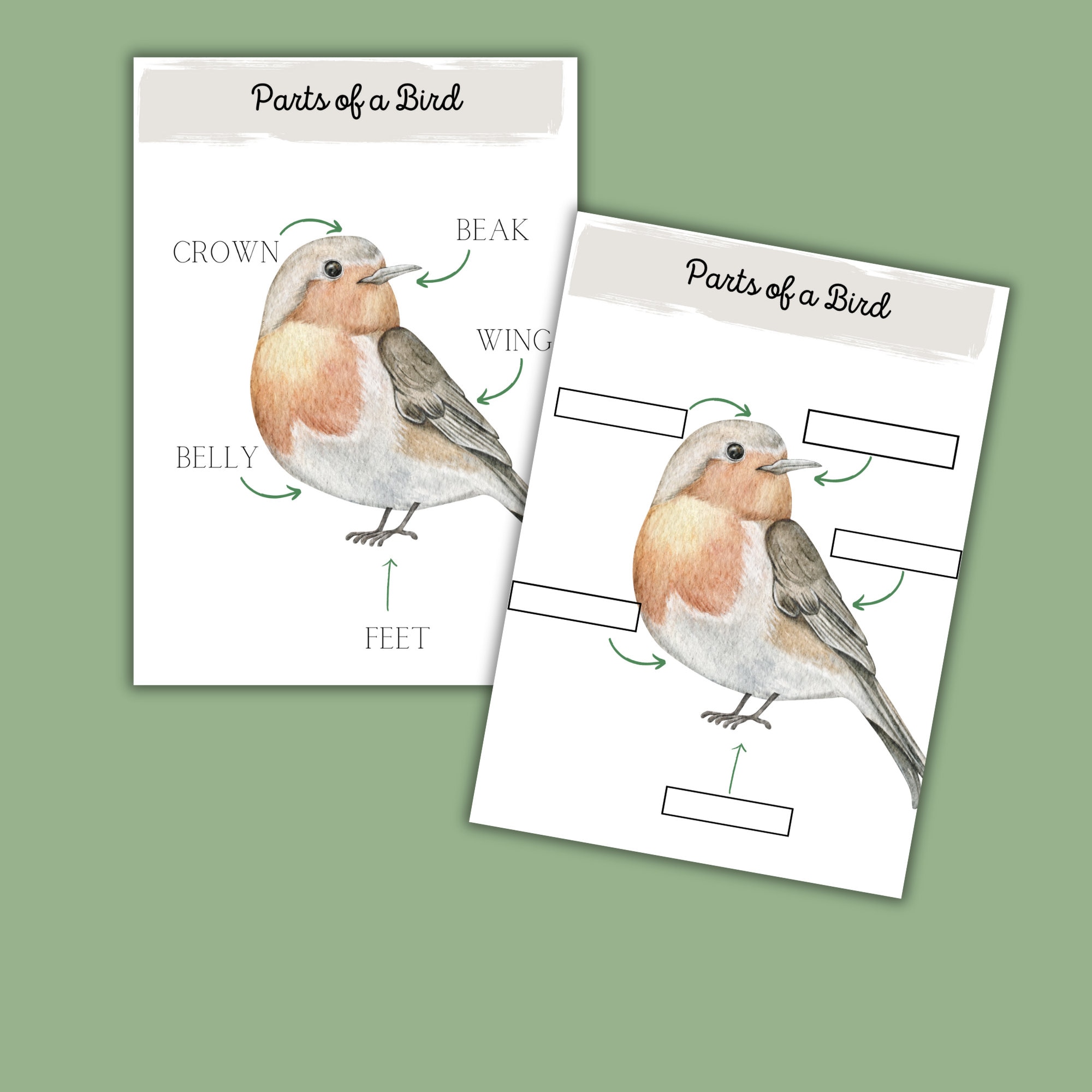 BIRD Mini Unit Study, Bird Activities, Numbers, Nature Study ...