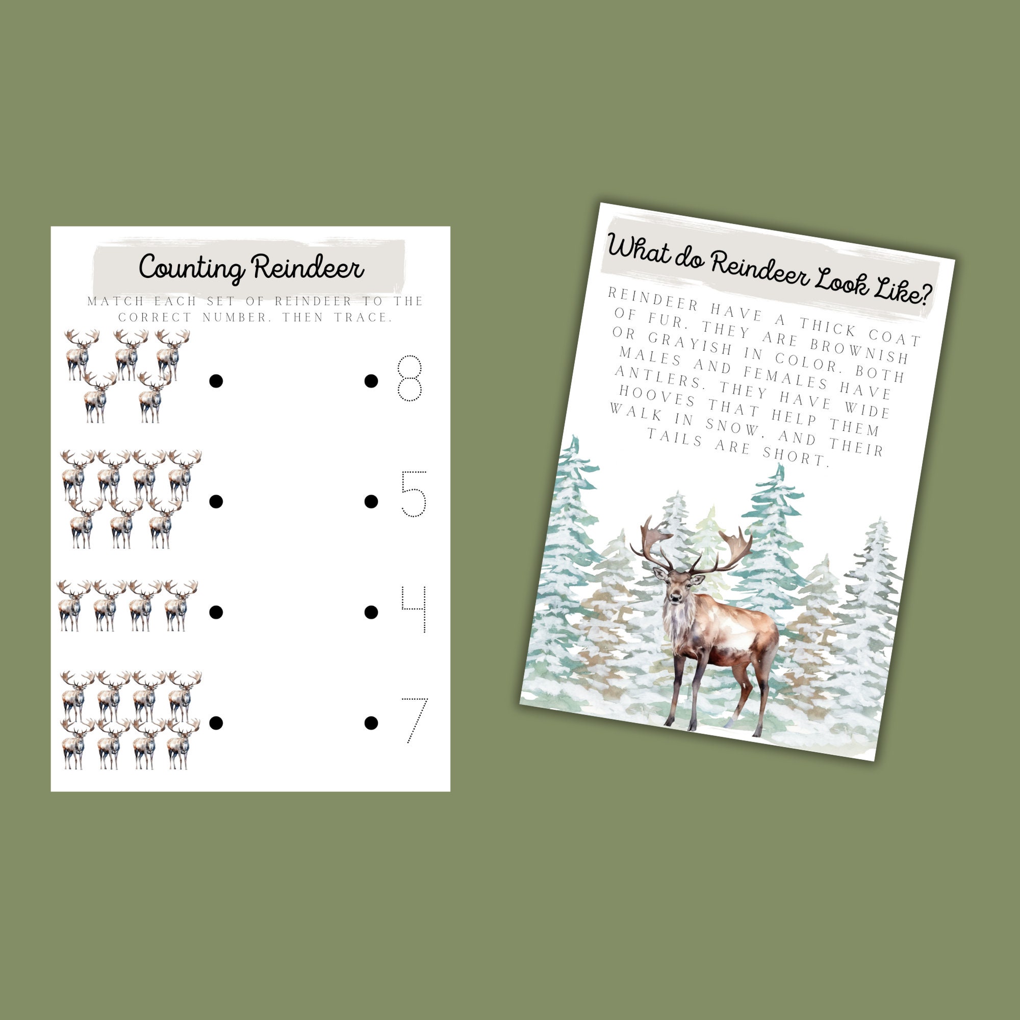 REINDEER Mini Unit Study, Life Cycle, Anatomy, Nature Study, Homeschool ...
