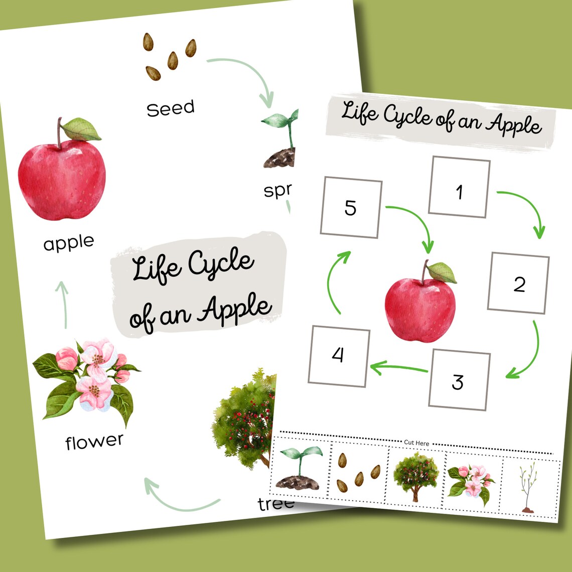 APPLE Mini Unit Study, Life Cycle, Anatomy, Nature Study, Science ...