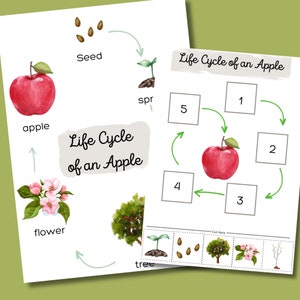 APPLE Mini Unit Study, Life Cycle, Anatomy, Nature Study, Science ...
