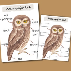 OWL Mini Unit Study, Life Cycle, Anatomy, Nature Study, Science ...