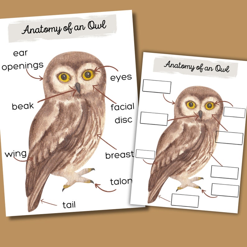 OWL Mini Unit Study, Life Cycle, Anatomy, Nature Study, Science ...