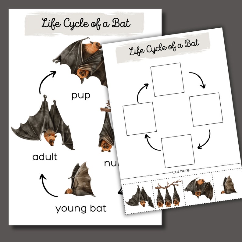 BATS Mini Unit Study, Life Cycle, Anatomy, Nature Study, Bat Study ...