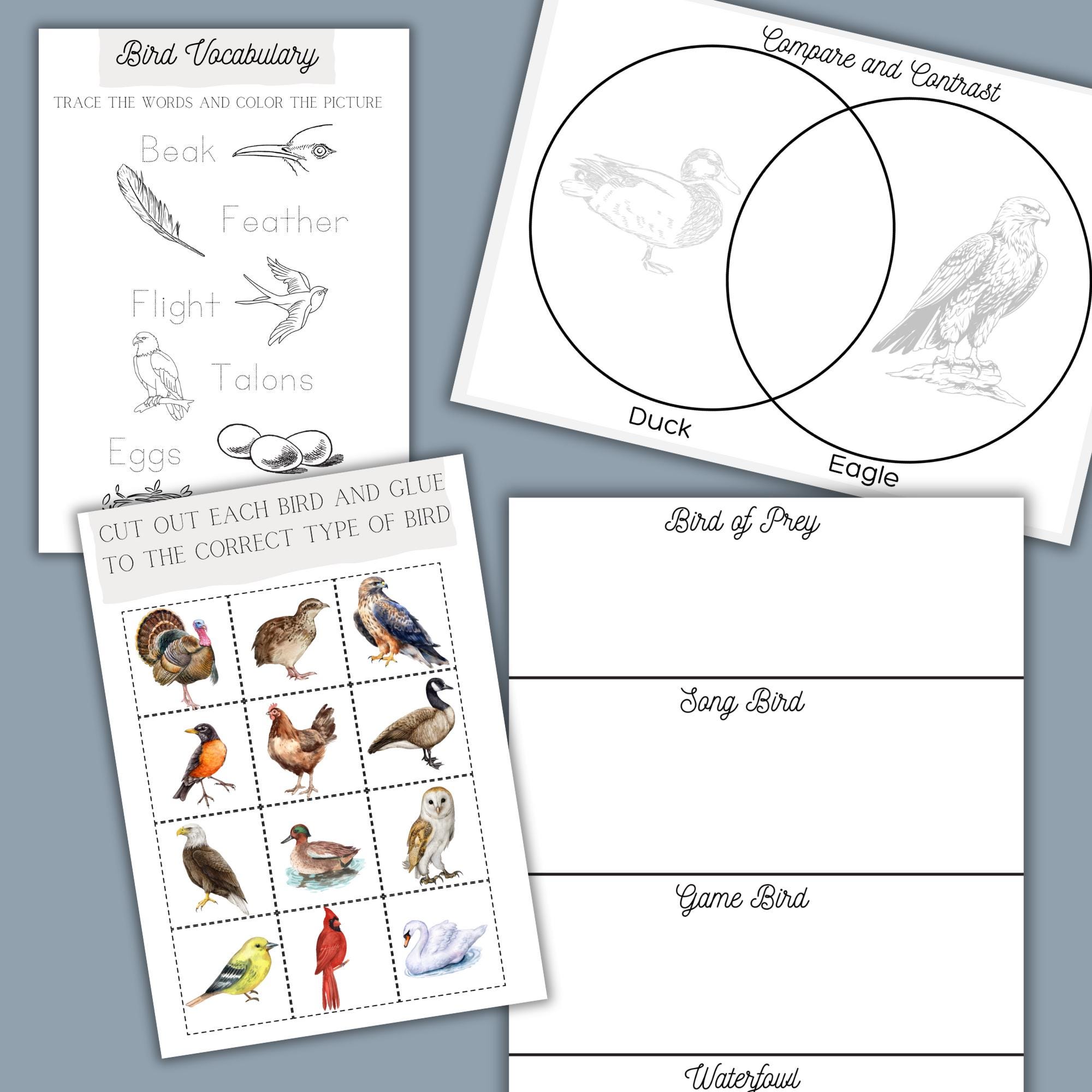 BIRDS Unit Study, Bird Activities, Bird Anatomy, Nature Study ...