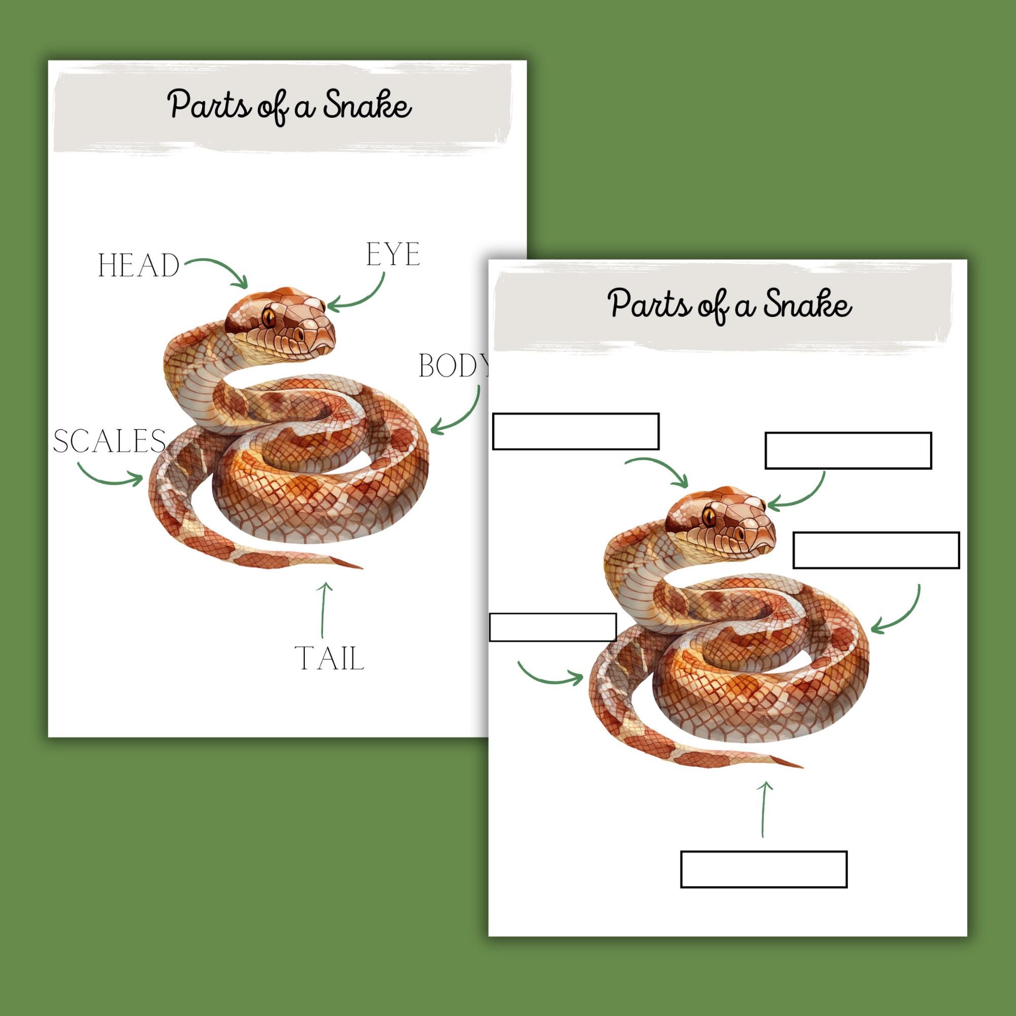 SNAKES Mini Unit Study, Frog Anatomy , Handwriting, Printable ...