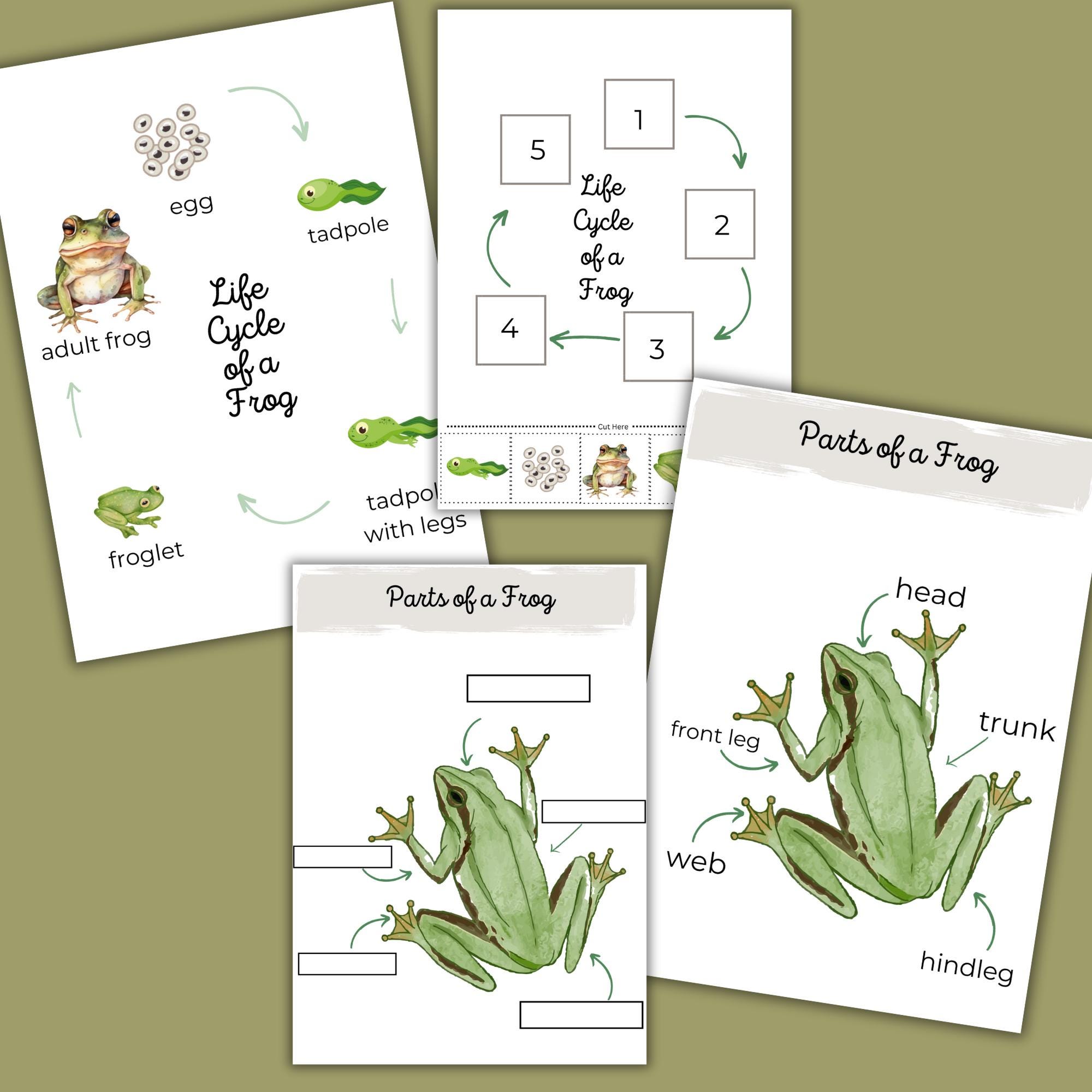 FROGS and TOADS Mini Unit Study, Frog Anatomy , Handwriting, Printable ...