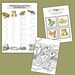 FROGS and TOADS Mini Unit Study, Frog Anatomy , Handwriting, Printable ...