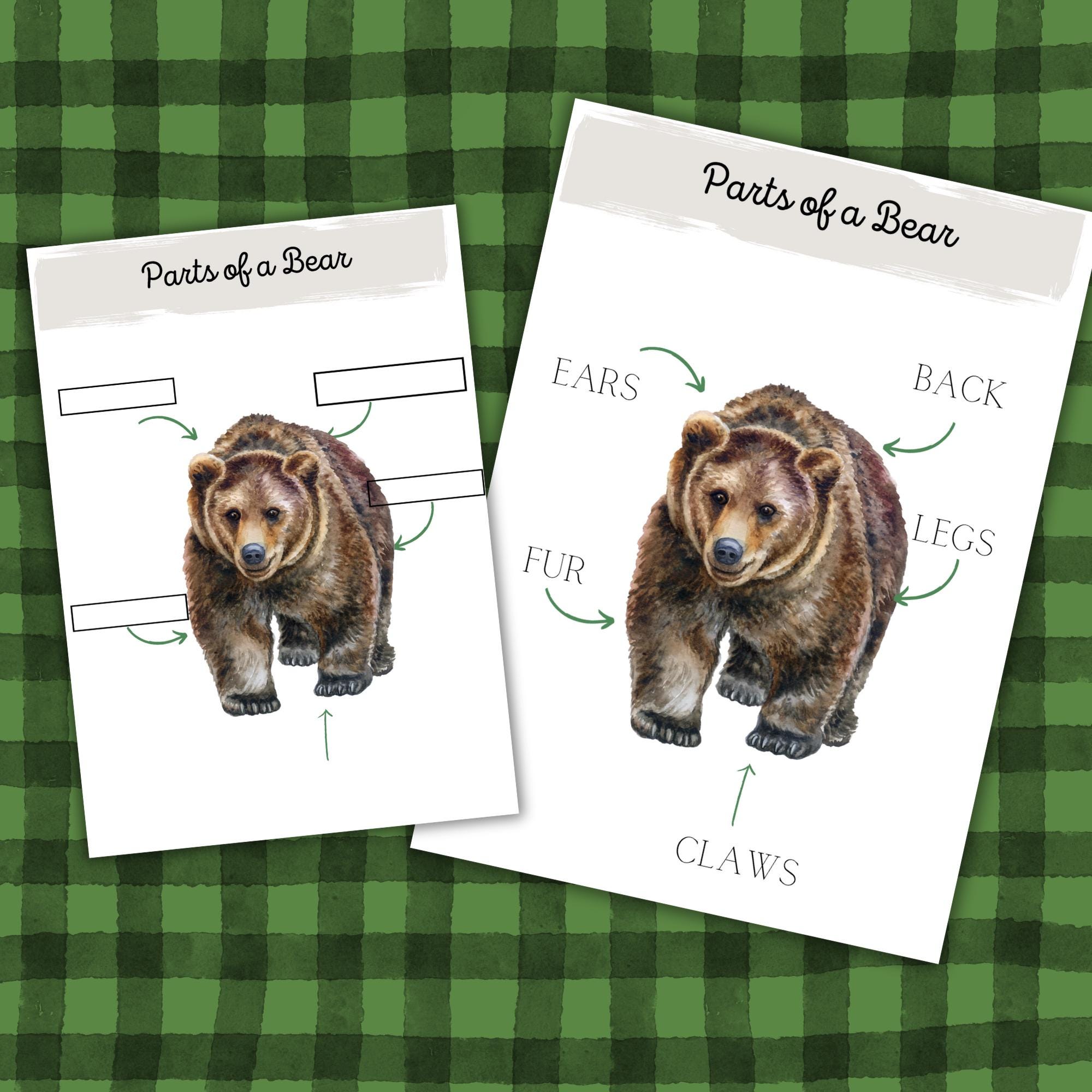 BEARS Mini Unit Study, Life Cycle, Anatomy, Elementary, Science ...