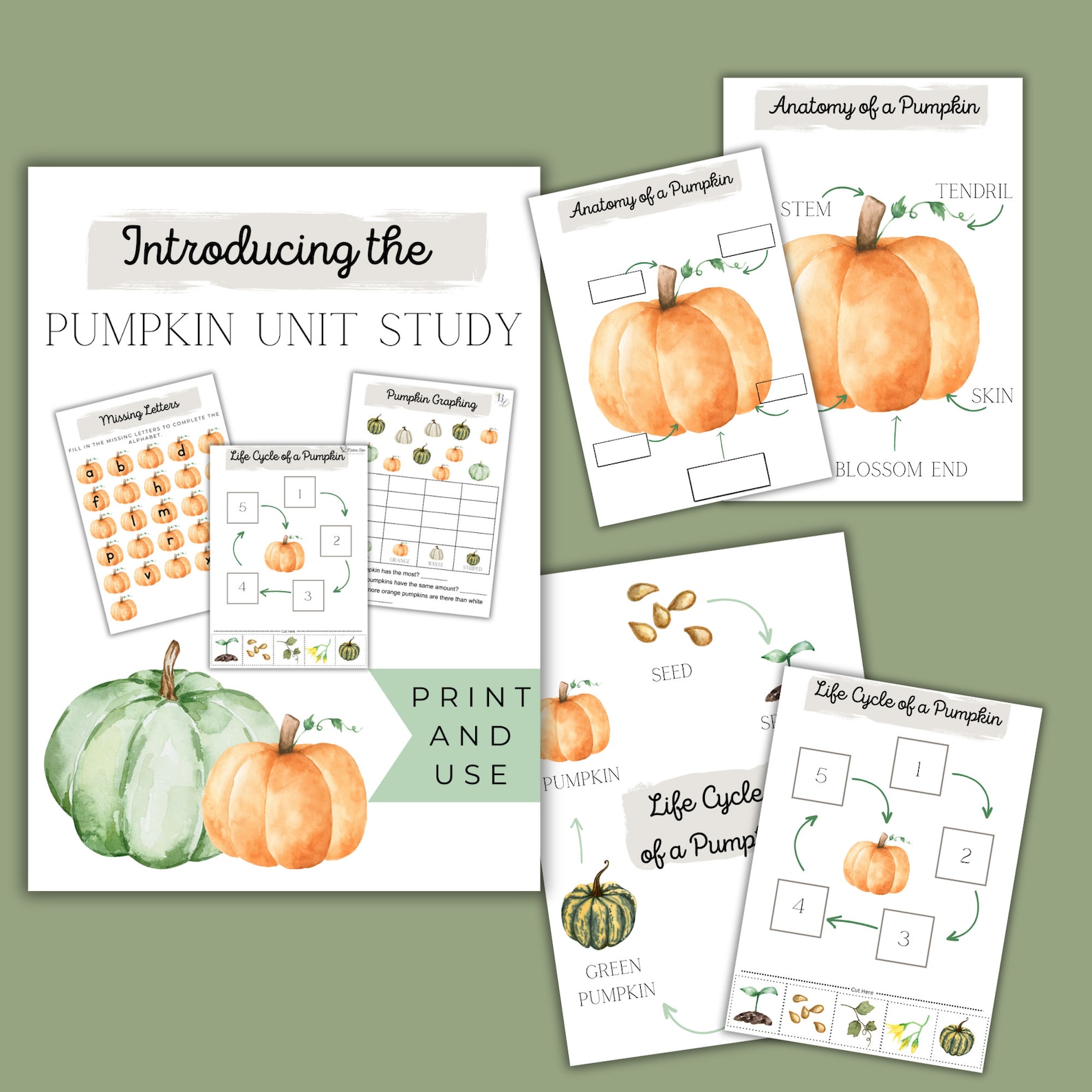 PUMPKIN Unit Study, Life Cycle, Anatomy, Nature Study, Science ...