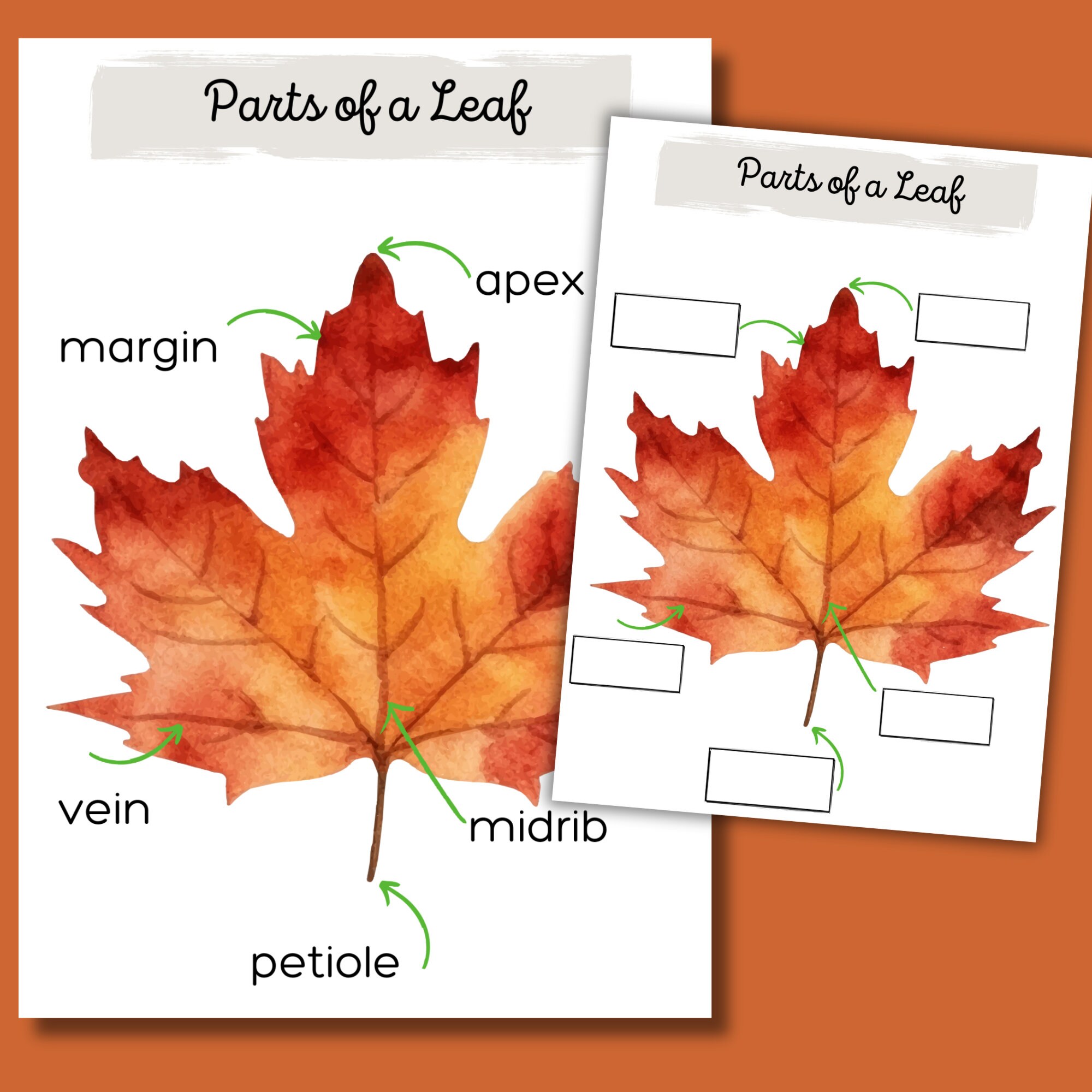 AUTUMN LEAVES Mini Unit Study, Anatomy, Nature Study, Science ...