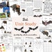 OWL Mini Unit Study, Life Cycle, Anatomy, Nature Study, Science ...