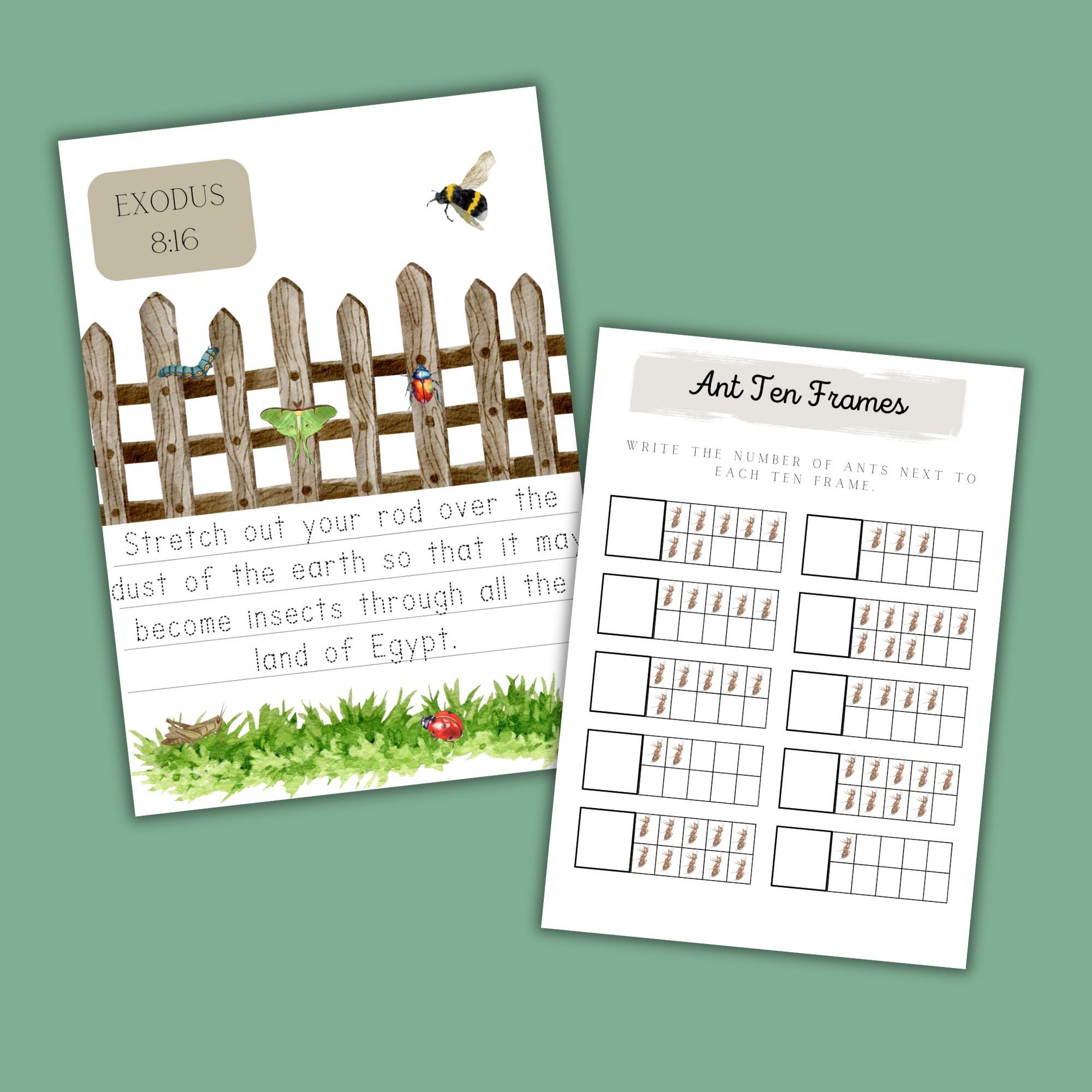 INSECTS Mini Unit Study, Insect Anatomy , Handwriting, Printable ...