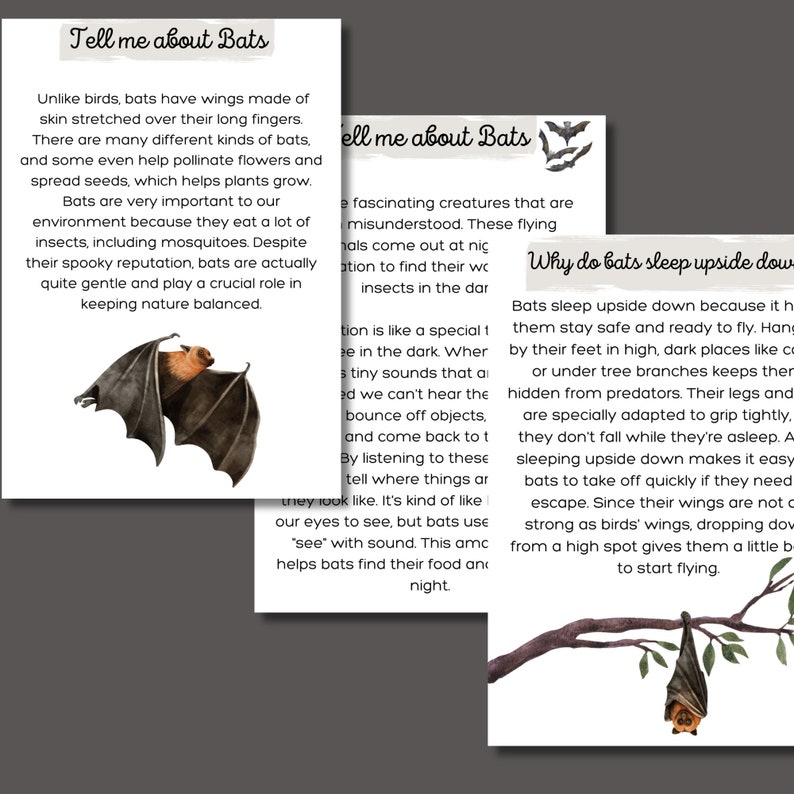 BATS Mini Unit Study, Life Cycle, Anatomy, Nature Study, Bat Study ...