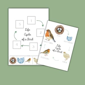 BIRD Mini Unit Study, Bird Activities, Numbers, Nature Study ...