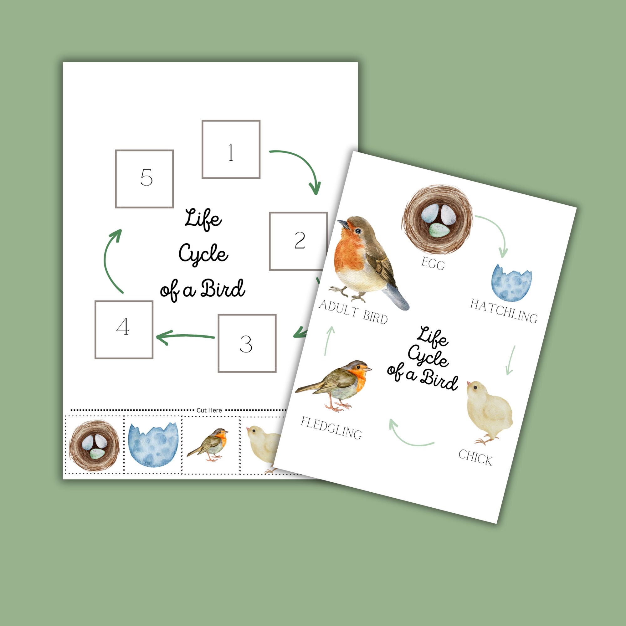 BIRD Mini Unit Study, Bird Activities, Numbers, Nature Study ...