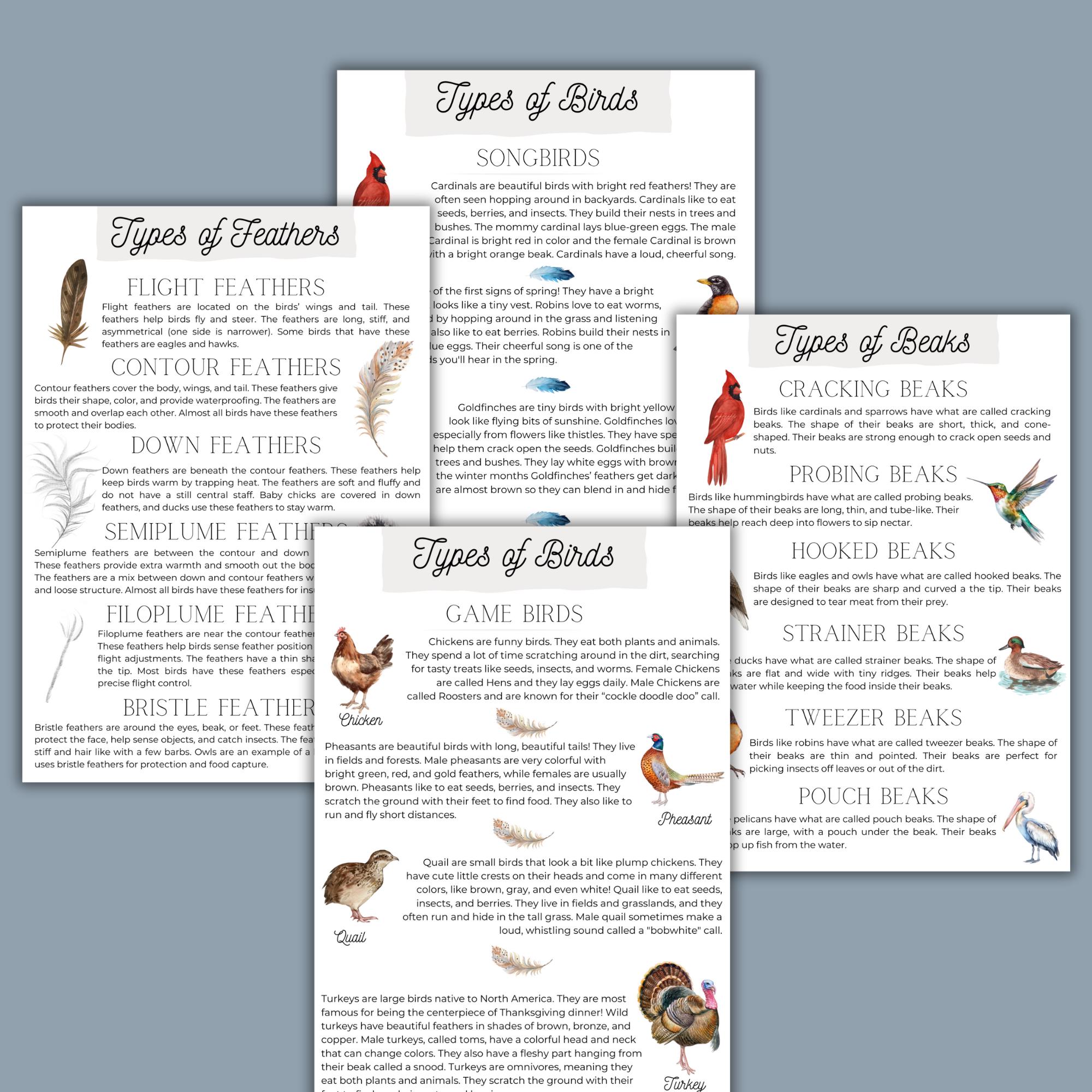 BIRDS Unit Study, Bird Activities, Bird Anatomy, Nature Study ...