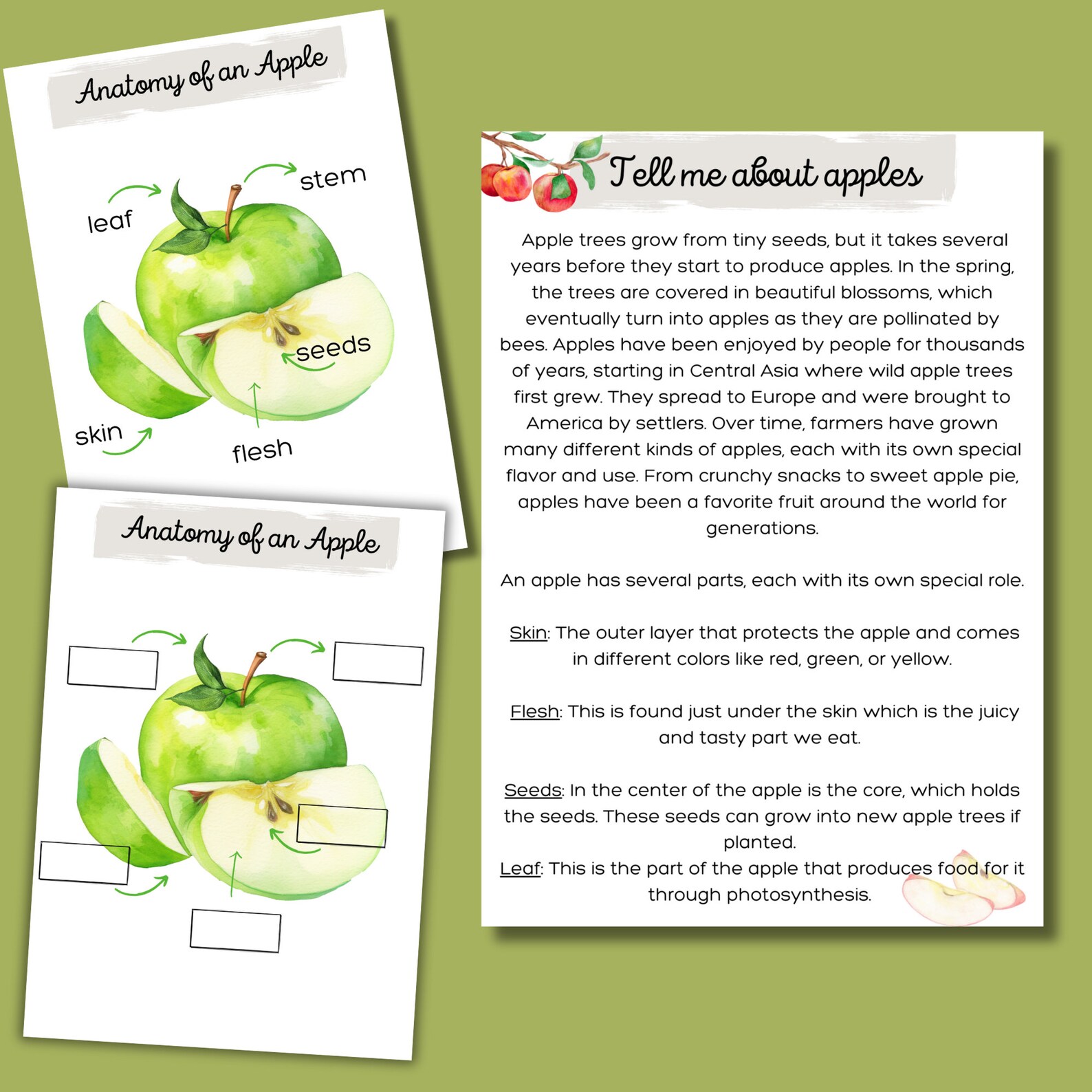 APPLE Mini Unit Study, Life Cycle, Anatomy, Nature Study, Science ...