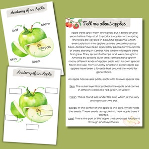 APPLE Mini Unit Study, Life Cycle, Anatomy, Nature Study, Science ...