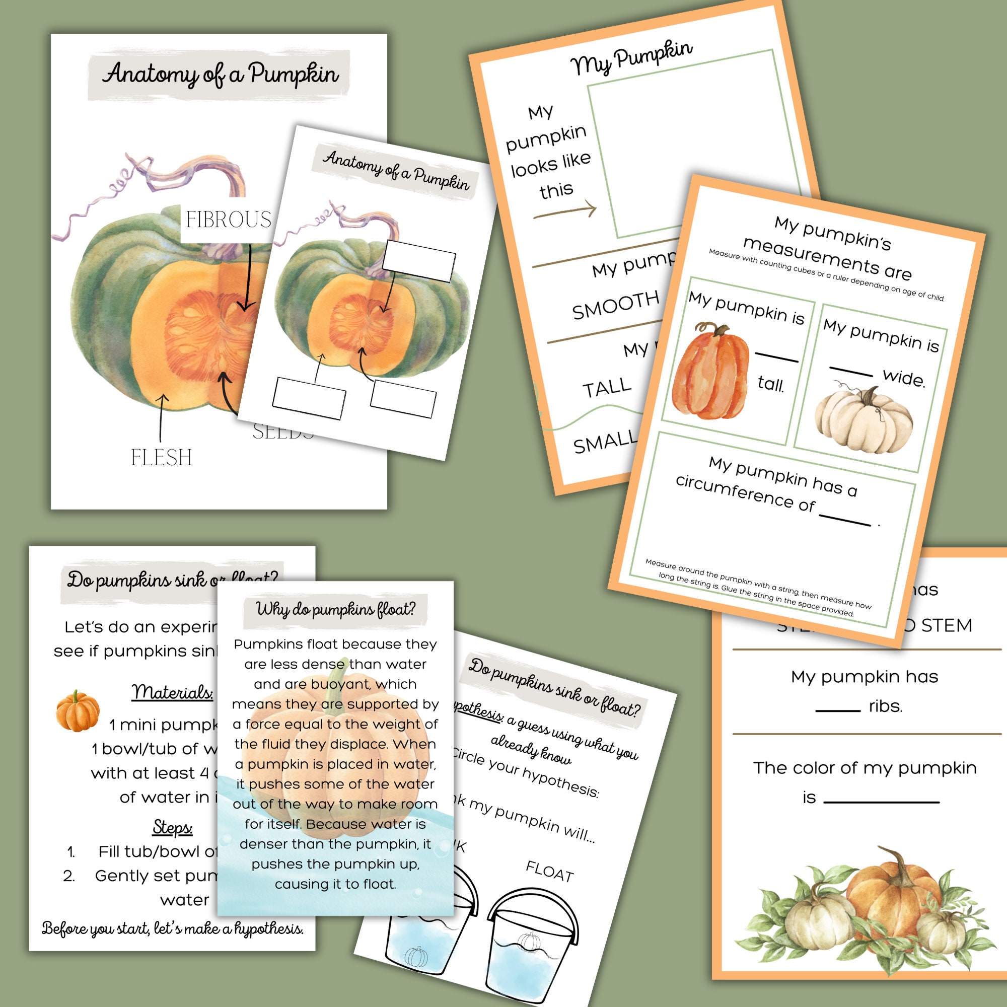 PUMPKIN Unit Study, Life Cycle, Anatomy, Nature Study, Science ...