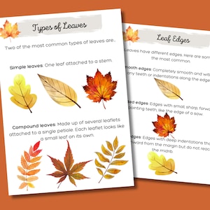AUTUMN LEAVES Mini Unit Study, Anatomy, Nature Study, Science ...