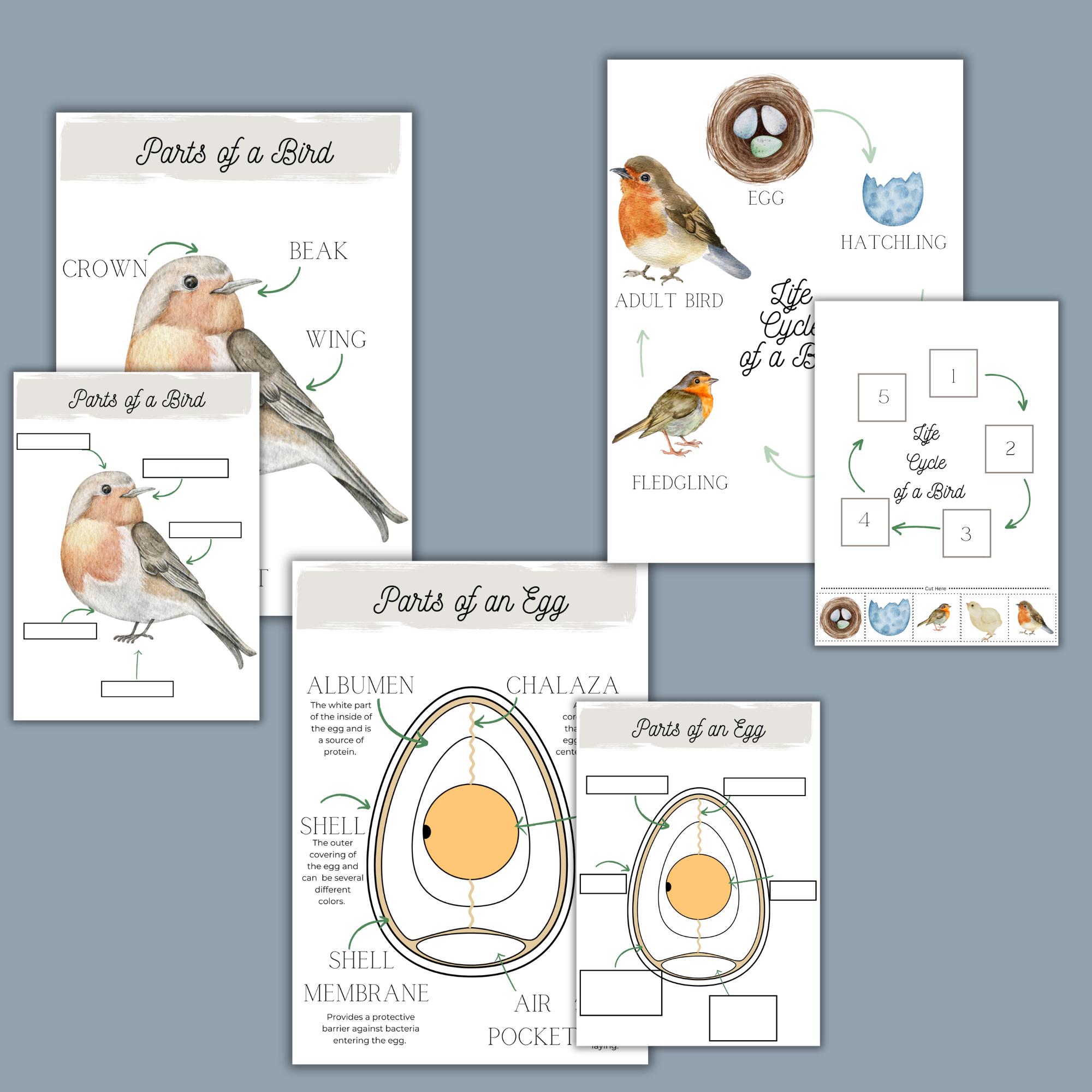 BIRDS Unit Study, Bird Activities, Bird Anatomy, Nature Study ...