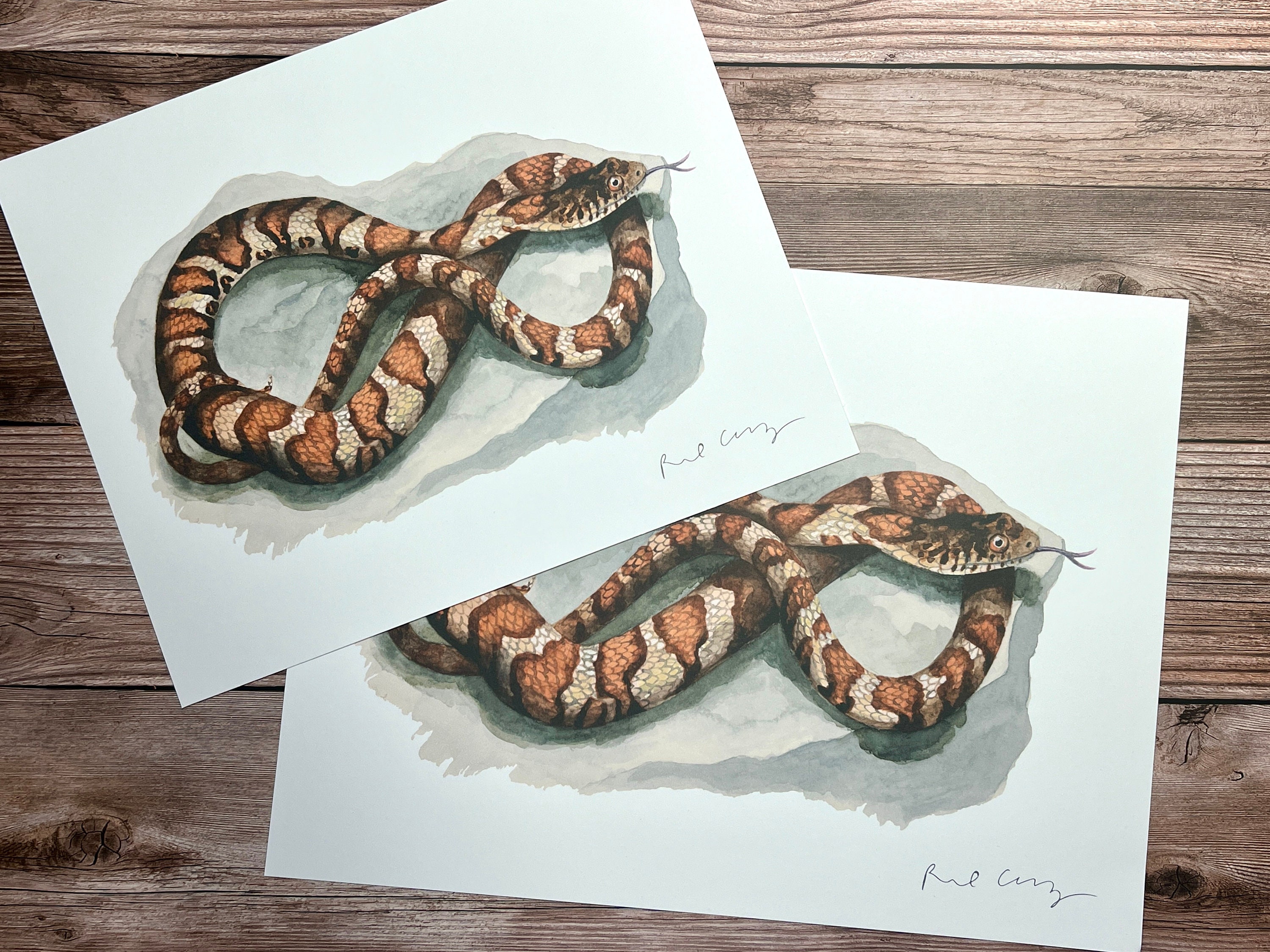 Common Water Snake Watercolor Wildlife Print | "nonvenomous" - Etsy