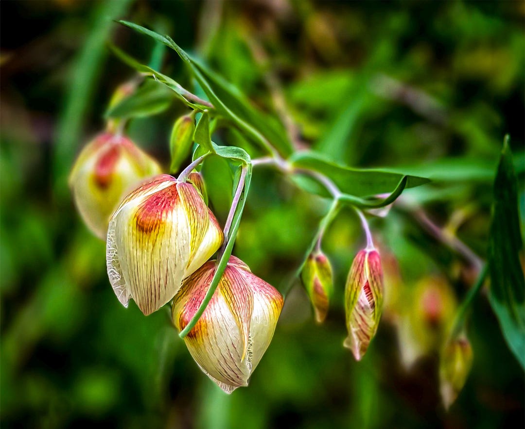 Archival Print Photograph "bella" Bell Flower - Etsy