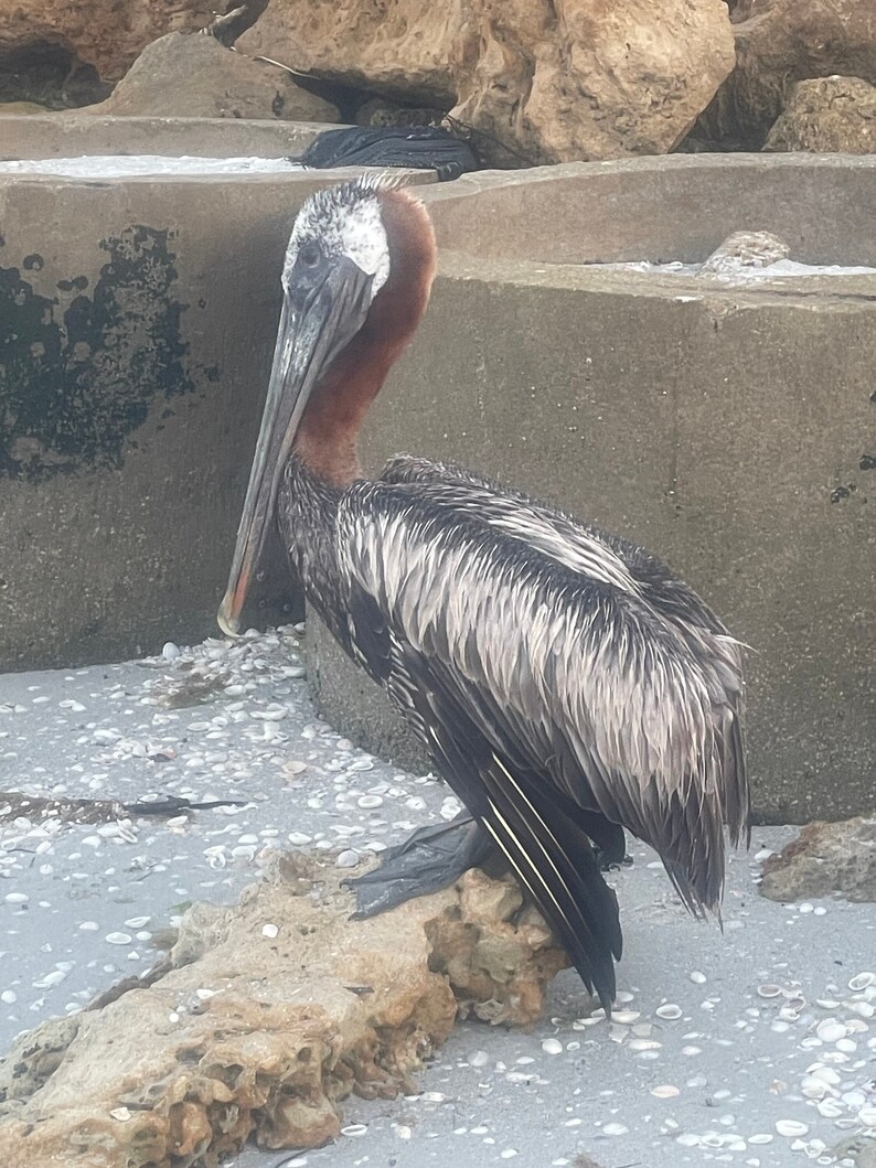 Pelican Side-eye Digital Photo - Etsy