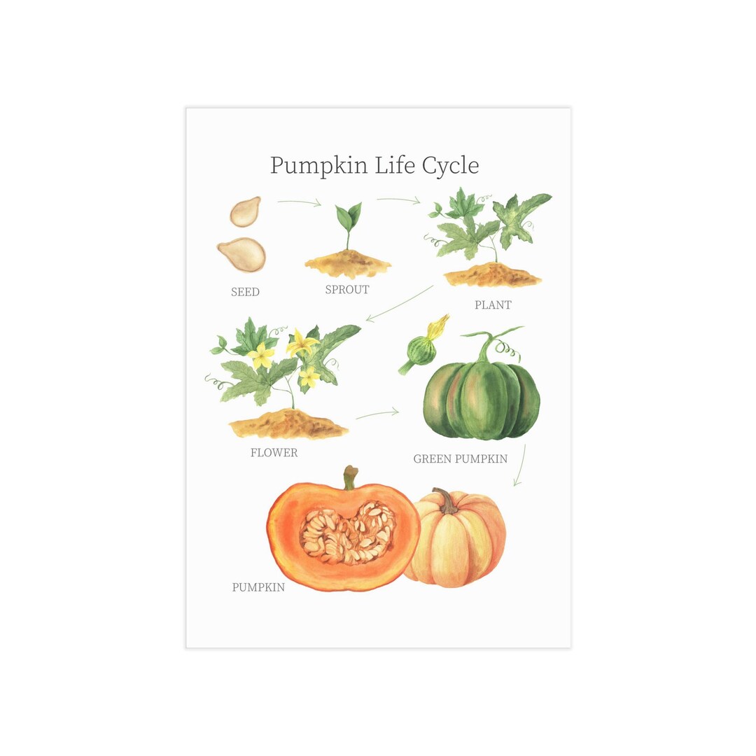 Pumpkin Life Cycle Print: Montessori Homeschool Art - Etsy
