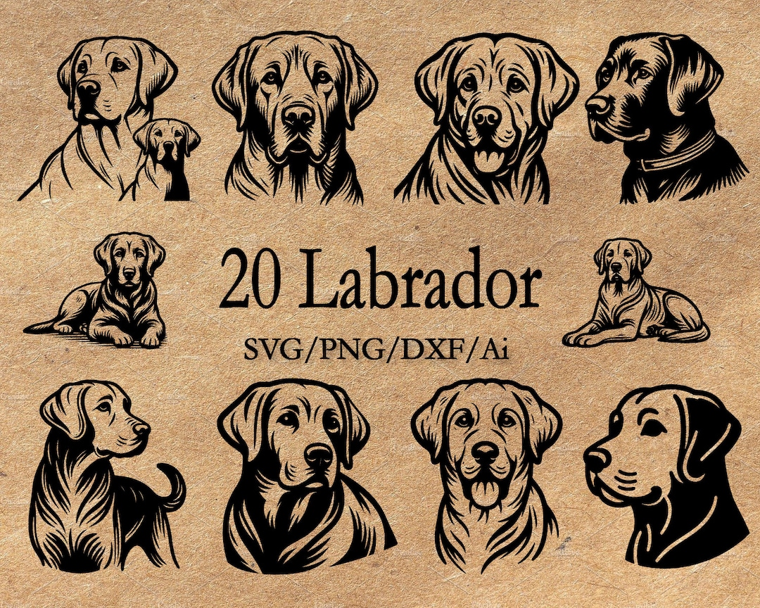 20 Labrador Svg Full Body Labrador Clipart Bundle Dog Breed Retriever ...