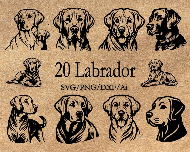 20 Labrador Svg Full Body Labrador Clipart Bundle Dog Breed Retriever ...