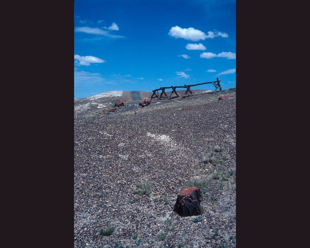 Petrified Forest With Fence 18x12 Color Landscape Fine Art Photographic ...
