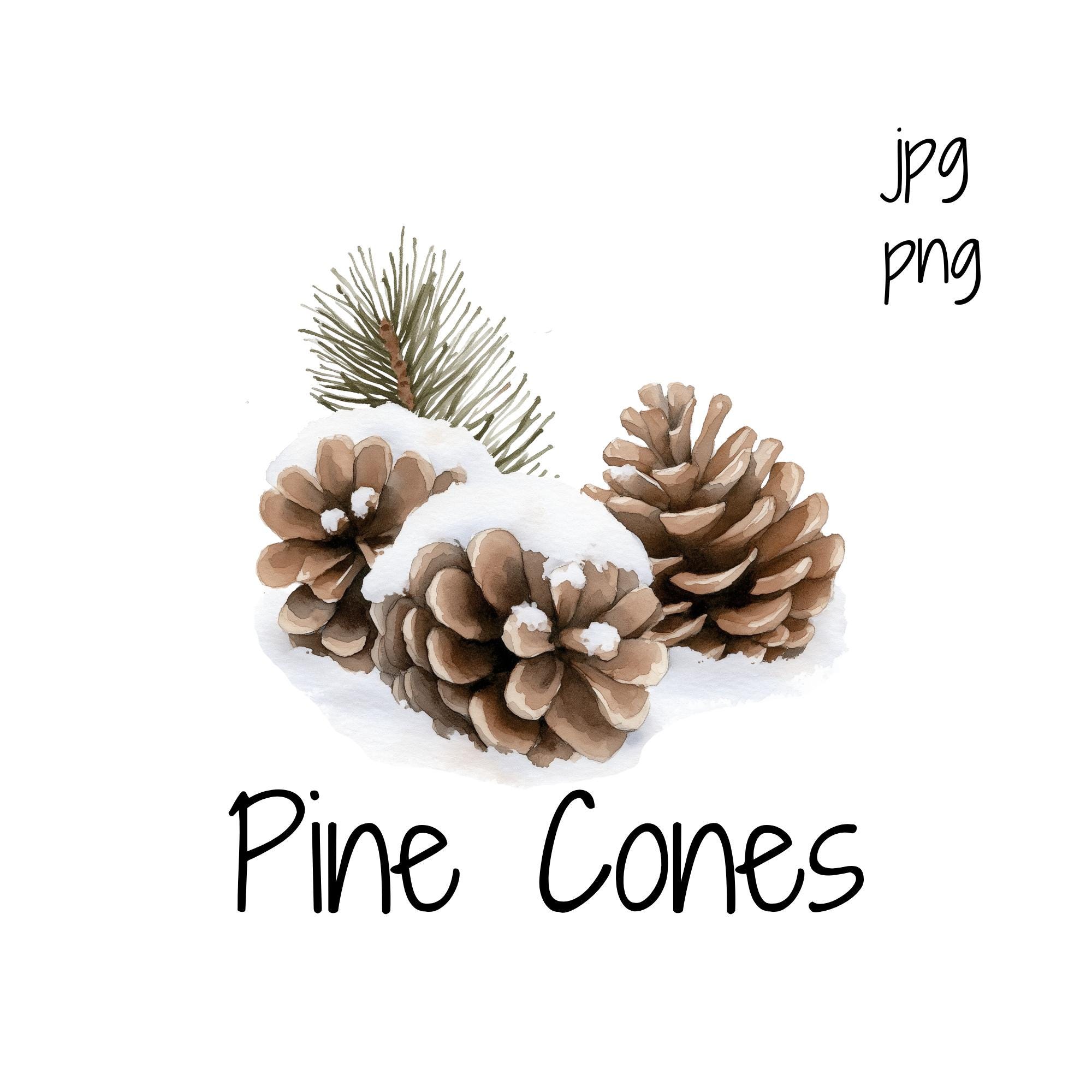 Watercolor Pine Cone Clipart | Winter Digital Graphic | Christmas PNG ...