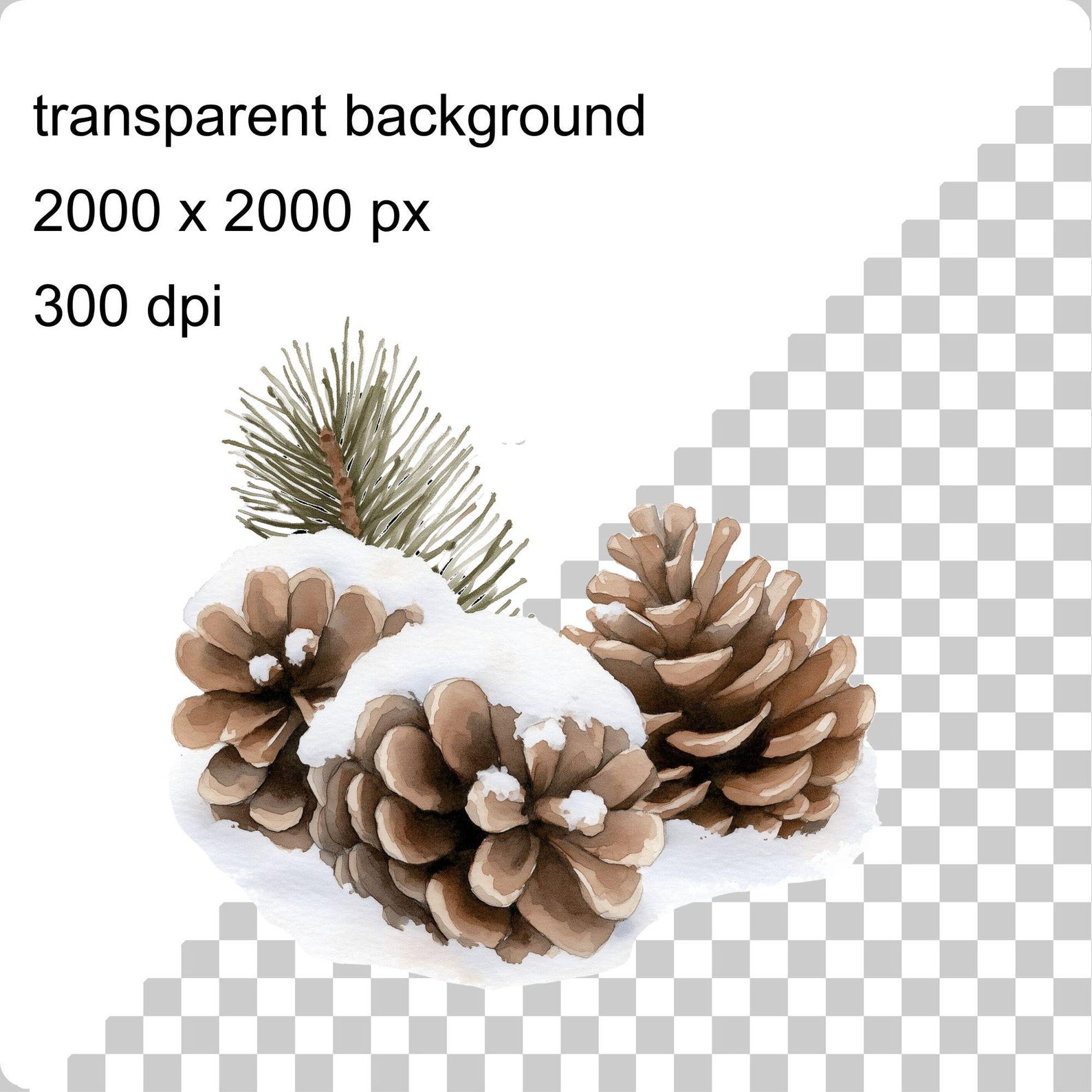 Watercolor Pine Cone Clipart | Winter Digital Graphic | Christmas PNG ...