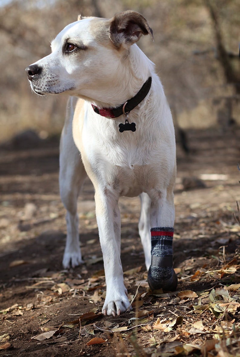 Dog First Aid Travel Kit: Paw Protection for Hiking & Camping - Etsy