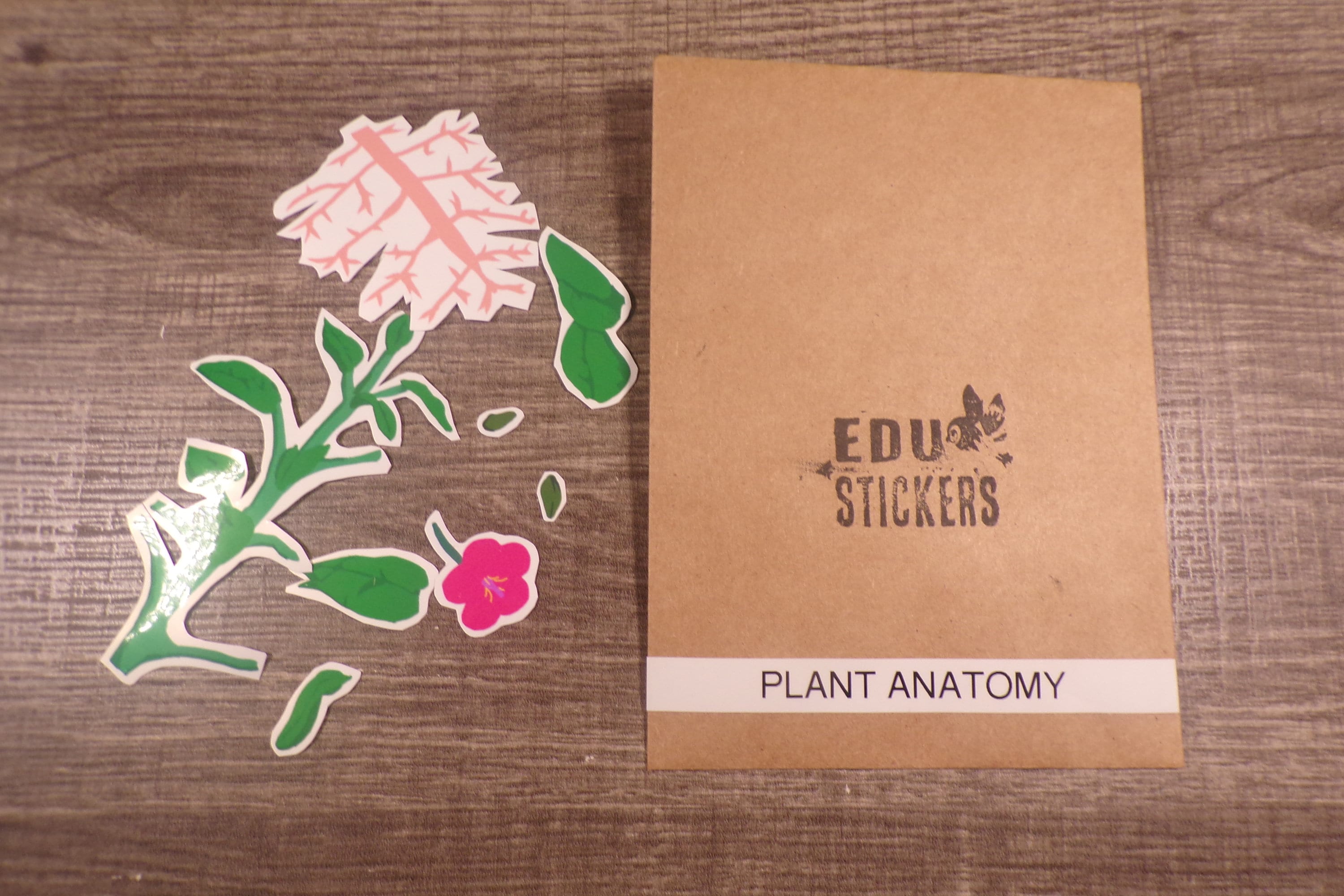 Plant Anatomy Sticker Pack Botany EDU Stickers - Etsy