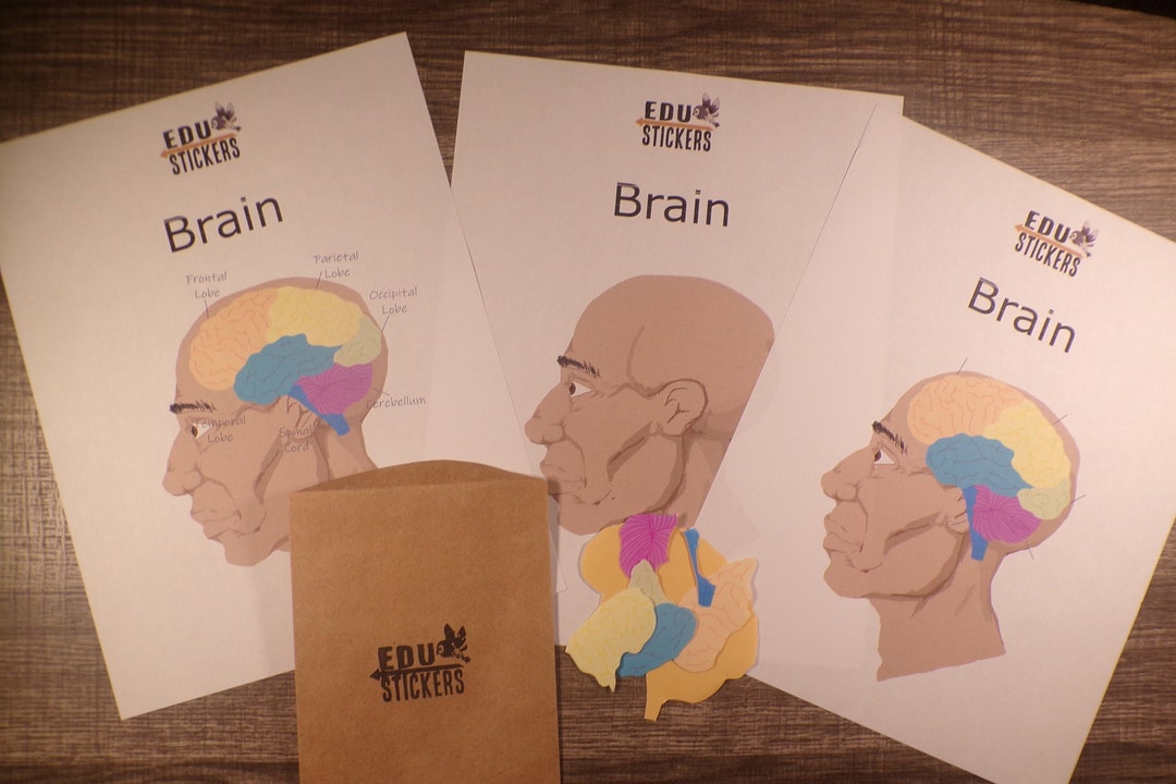 Brain Anatomy Stickers | Anatomy & Physiology | EDU Stickers - Etsy